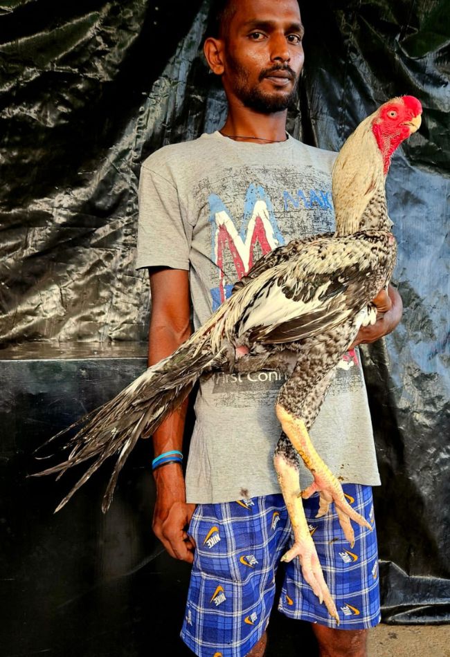 Parrot Beak Aseel: A Complete Guide to This Unique and Majestic Chicken ...